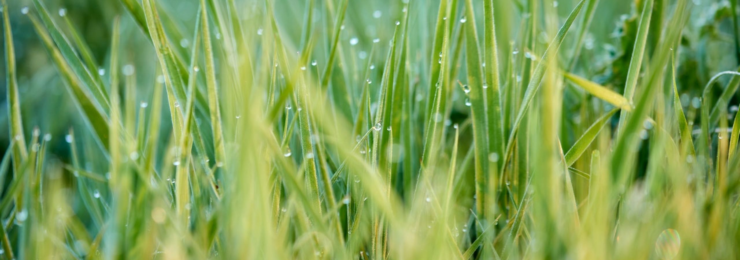 Roundup Warning Settlement - Toxic Exposure Lawyer